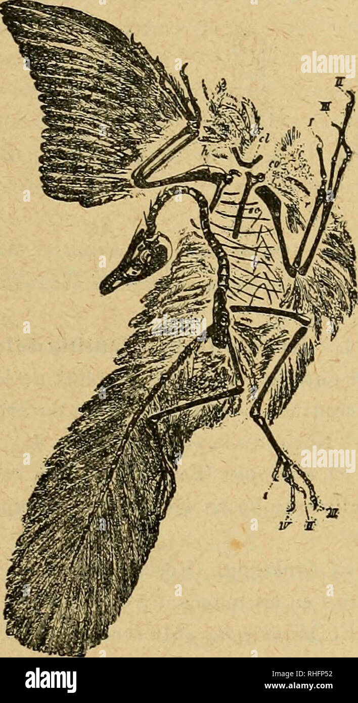 . Boletín del Museo Nacional de Chile. Natural History. Bernardino ...
