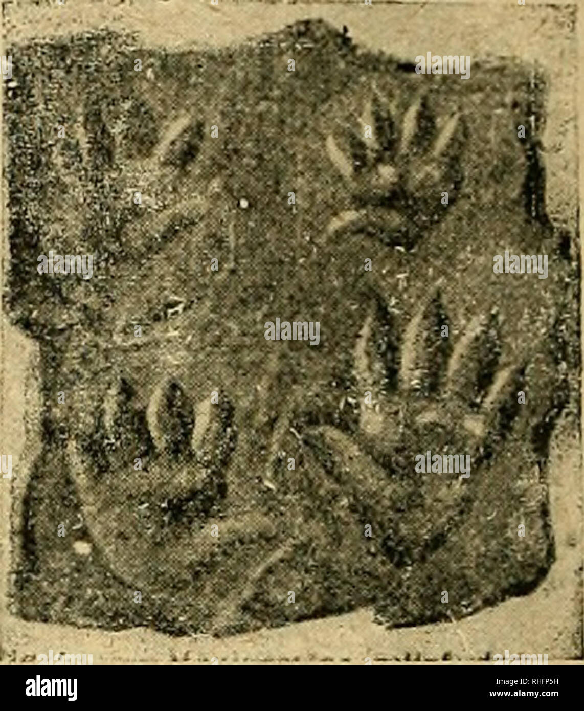 Estados de corte -Fotos und -Bildmaterial in hoher Auflösung – Alamy