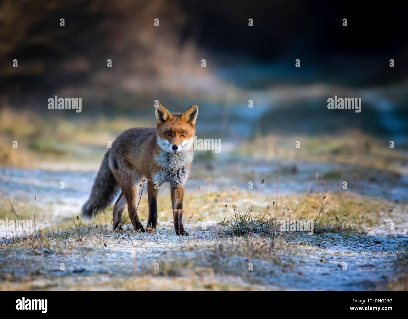 Der Domestizierte Fuchs Stockfotos und -bilder Kaufen - Alamy