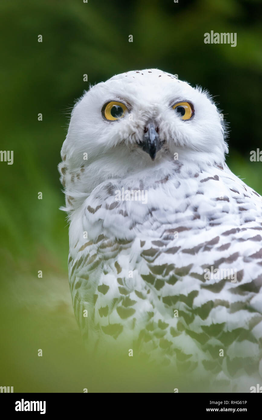 Typische tundra arten -Fotos und -Bildmaterial in hoher Auflösung – Alamy