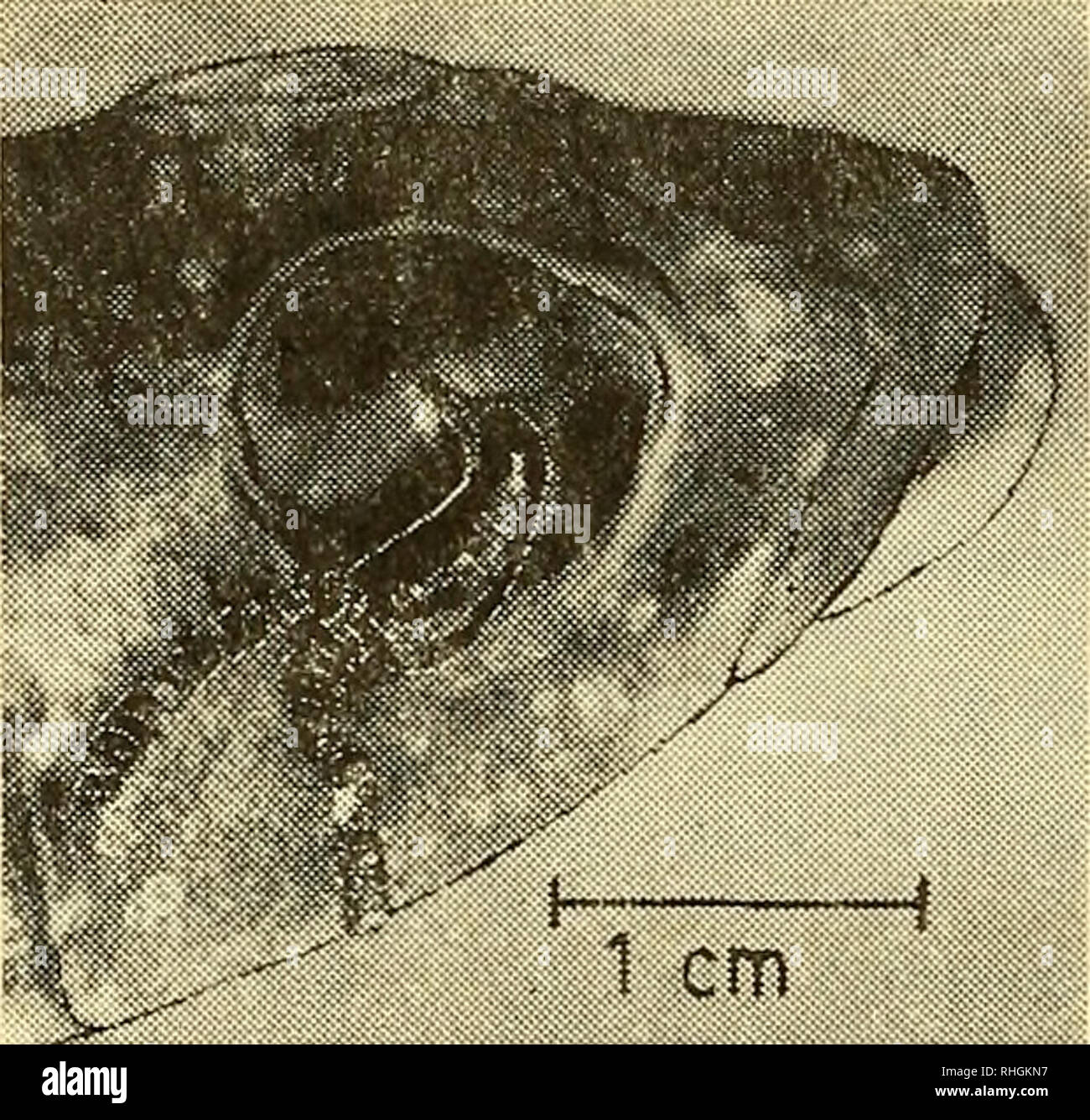 . Boletin de la Sociedad de Biología de Concepción. Sociedad de ...