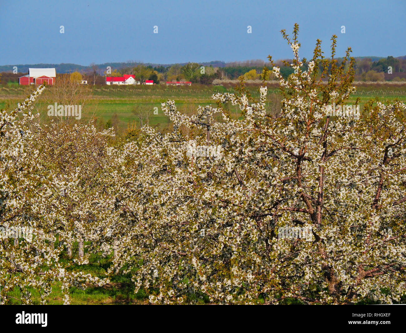 Cherry orchard michigan -Fotos und -Bildmaterial in hoher Auflösung – Alamy