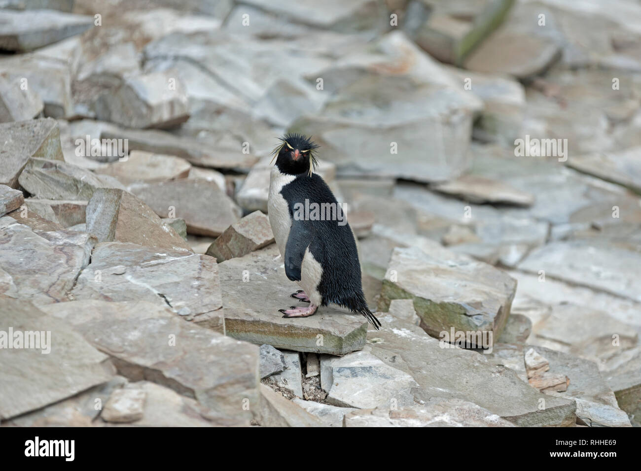 Rockhopper penguin eudyptes chrysocome seitwärts stehend auf Felsen mit ...