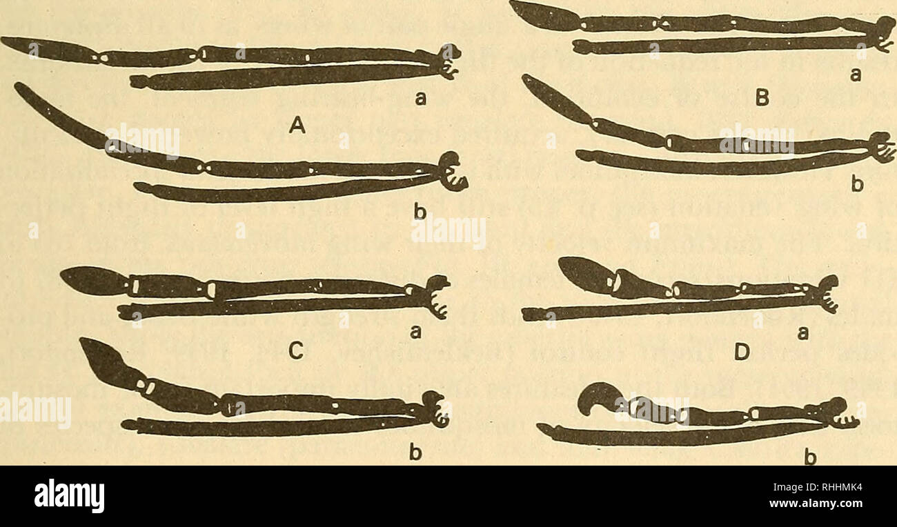 Maxillary palps -Fotos und -Bildmaterial in hoher Auflösung – Alamy