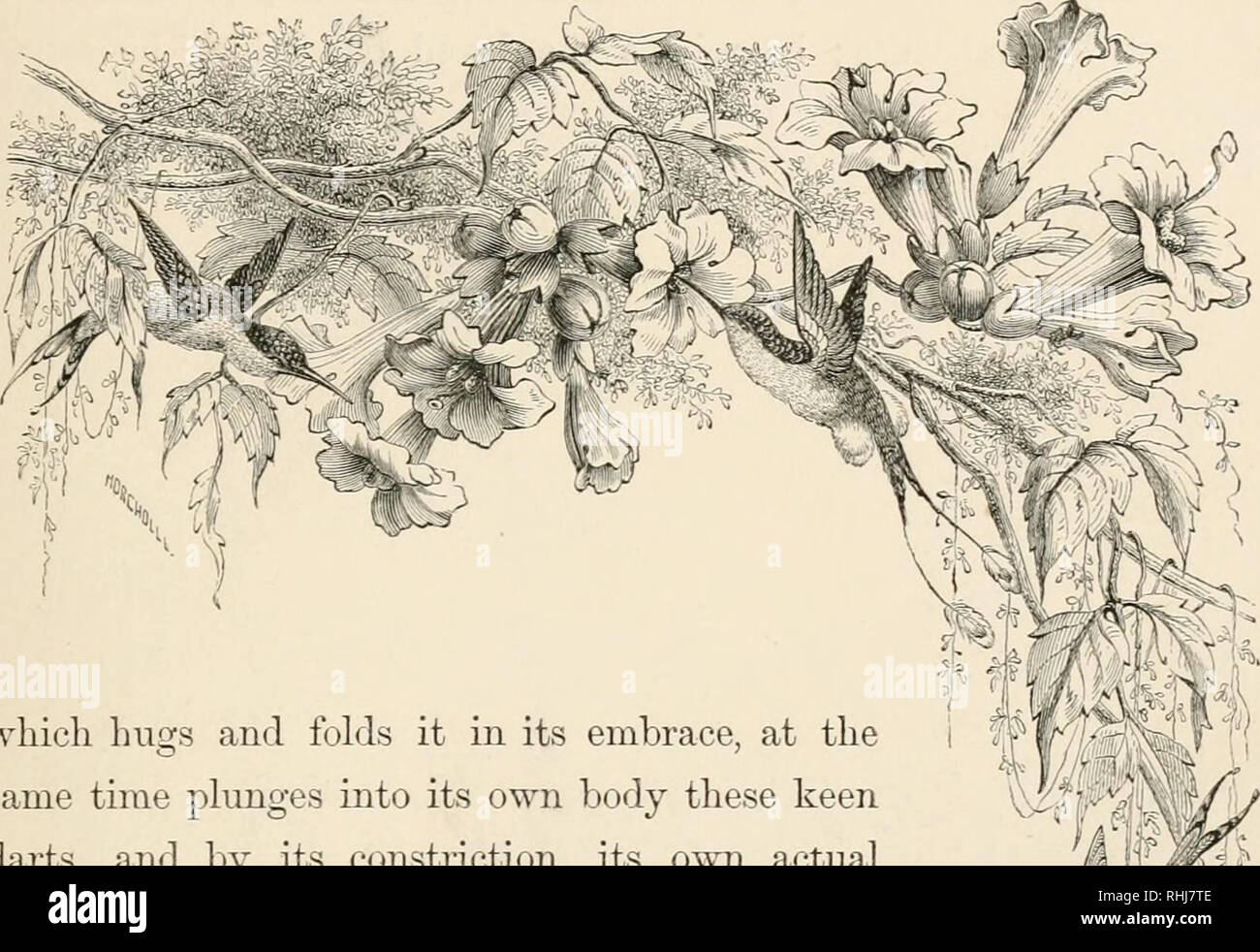 . Der Vogel. Vögel. Die tropischen Regionen. 139. Die Umarmungen und ...