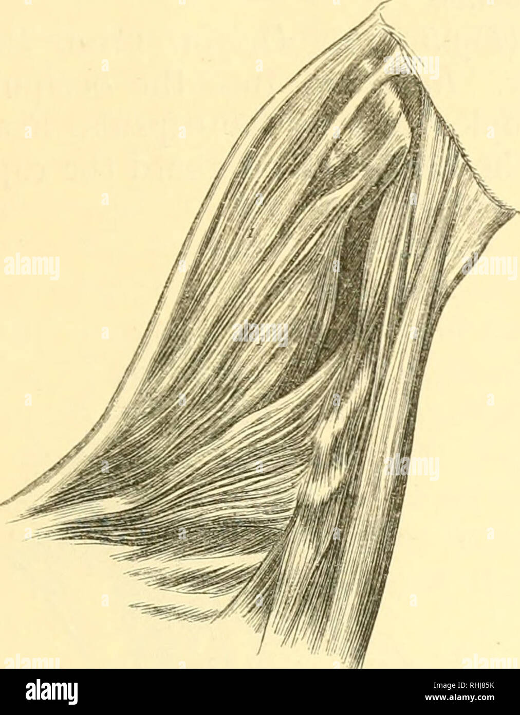 Anatomie muskeln zum einzeichnen -Fotos und -Bildmaterial in hoher ...