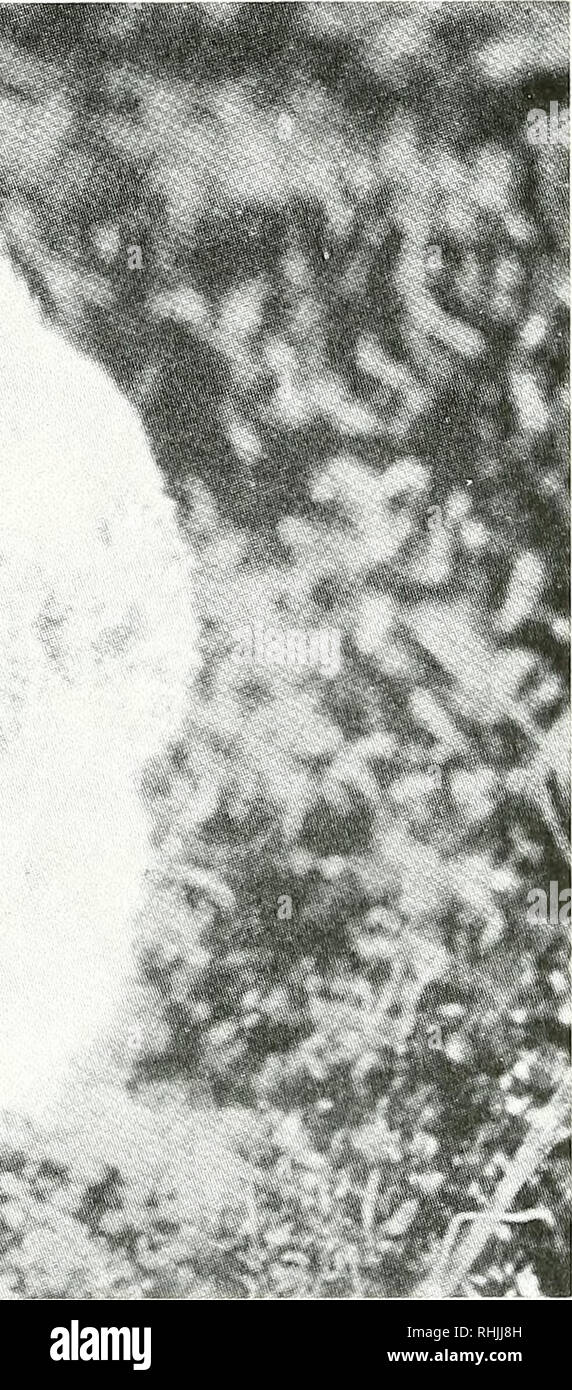 . Vögel der Chukchi Halbinsel und Wrangel Insel = (Ptitsy Chukotskogo ...