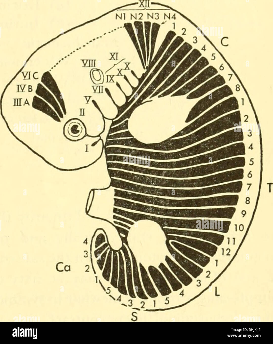 . Biologie der Wirbeltiere: eine vergleichende Studie des Menschen und ...