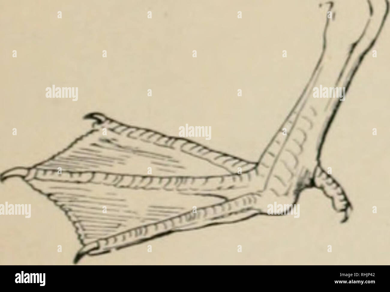 Duck anas sp -Fotos und -Bildmaterial in hoher Auflösung – Alamy