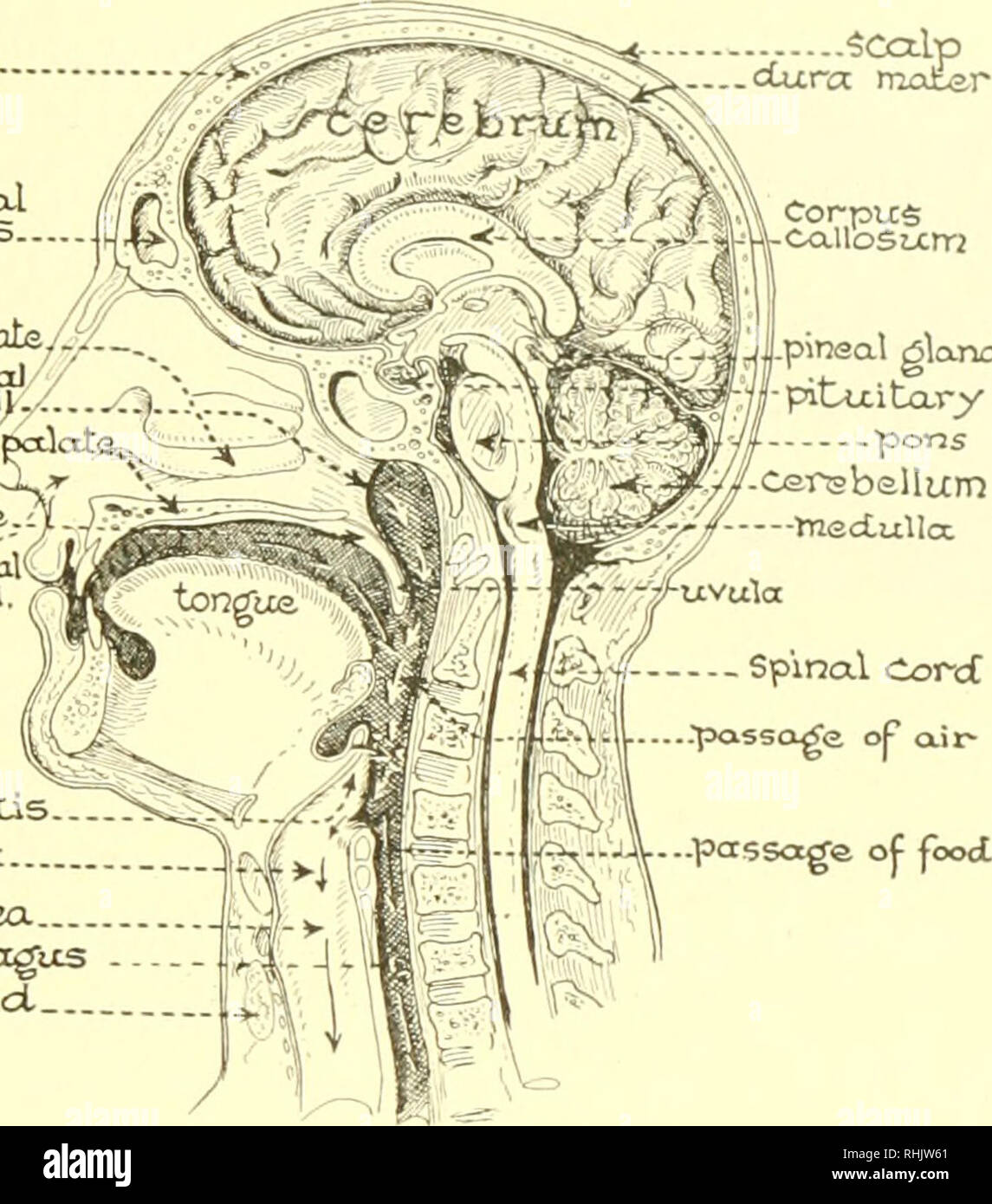 . Biologie; die Geschichte der Lebewesen. Die metabolische IVIACHINERY ...