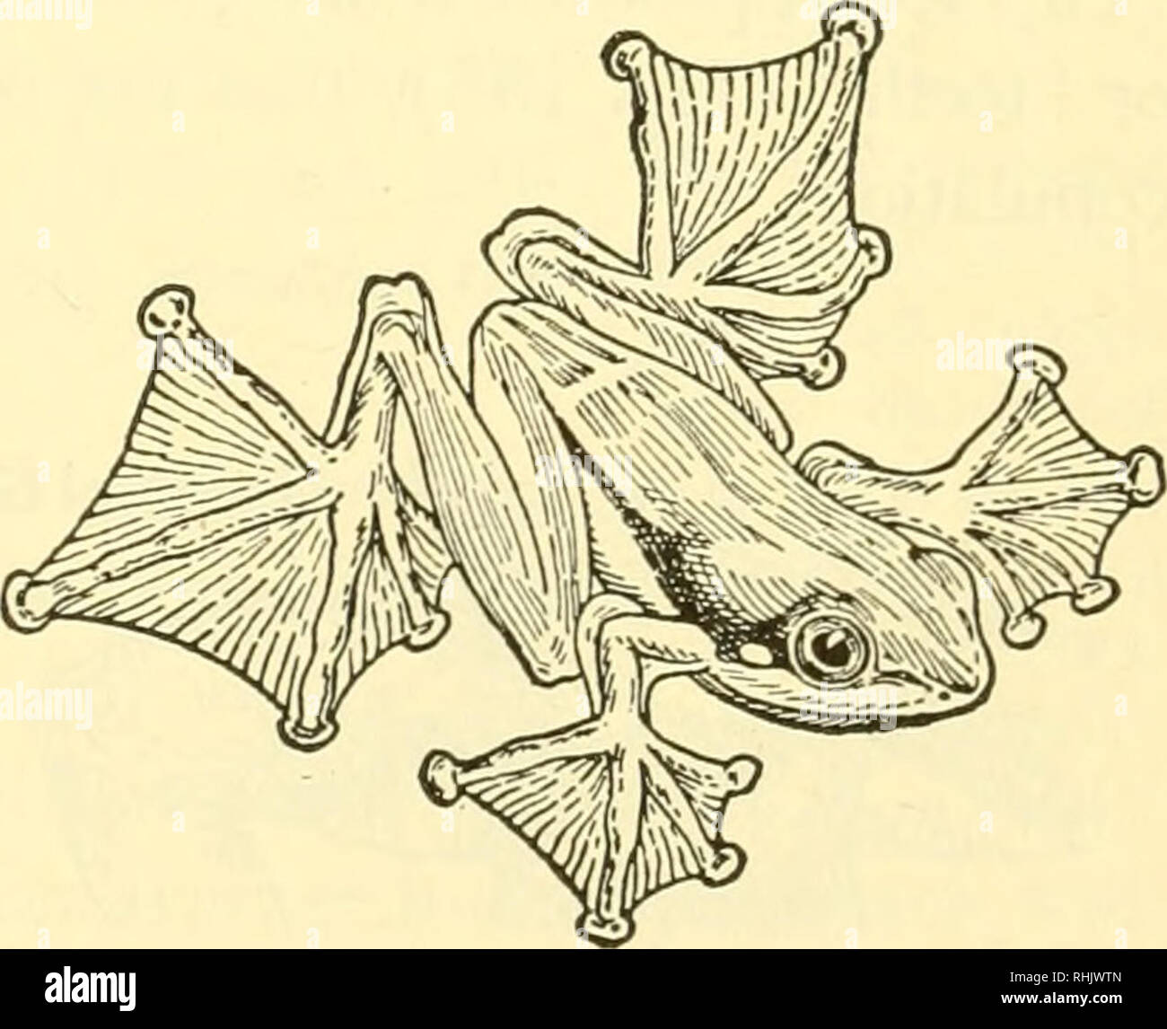 Lichterzeugende organe -Fotos und -Bildmaterial in hoher Auflösung – Alamy