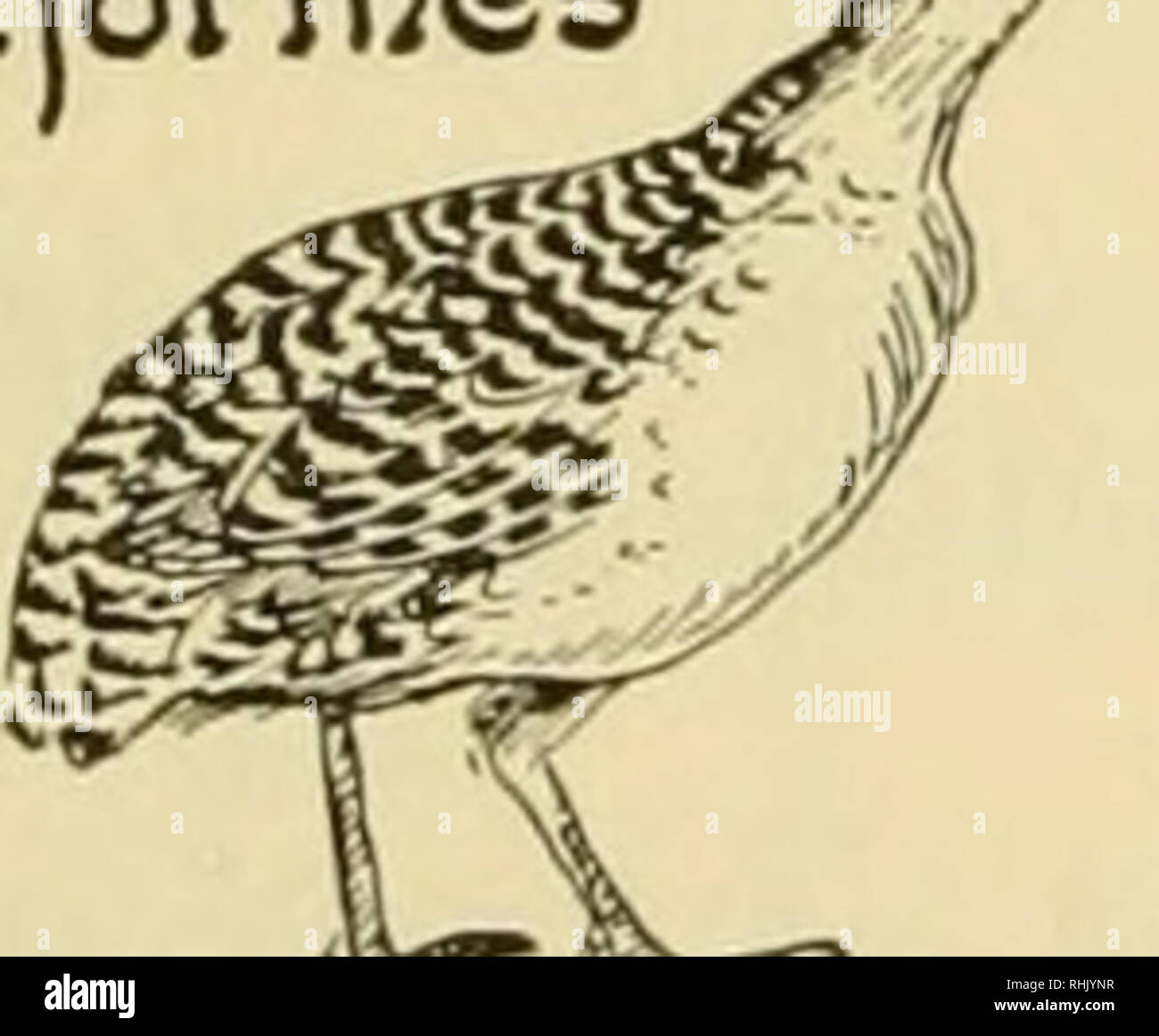 . Biologie; die Geschichte der Lebewesen. Kestserornithifbrmes^^5 sil ...