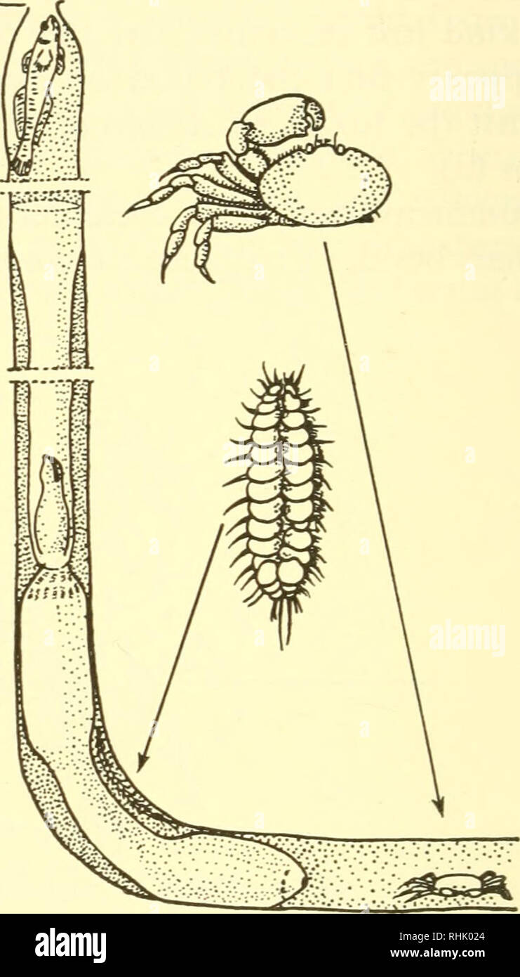 . Die Biologie der Meerestiere. Marine Tiere; Physiologie ...