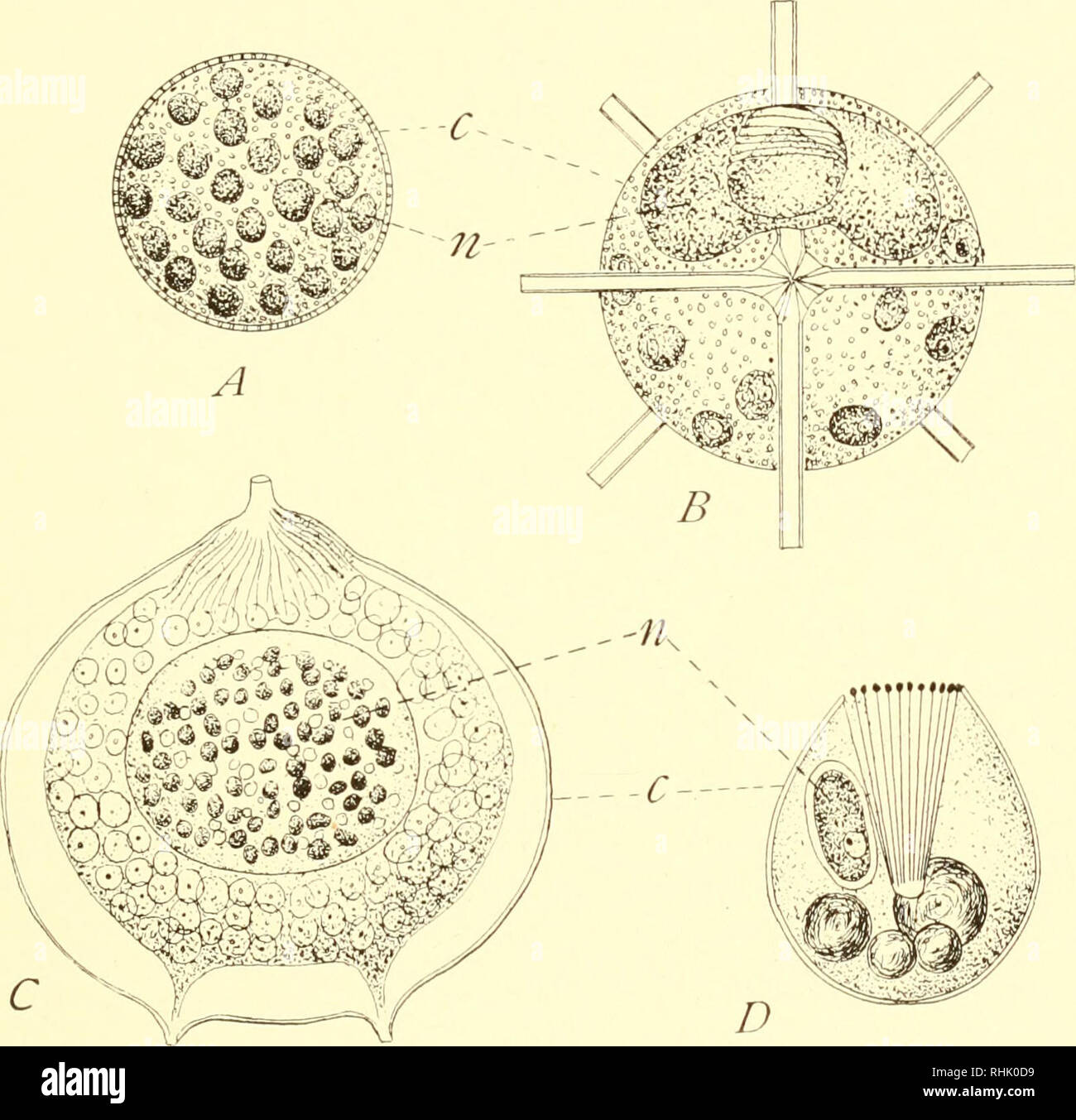 . Die Biologie der Protozoen. Protozoen; Protozoen. Morphologie UND ...