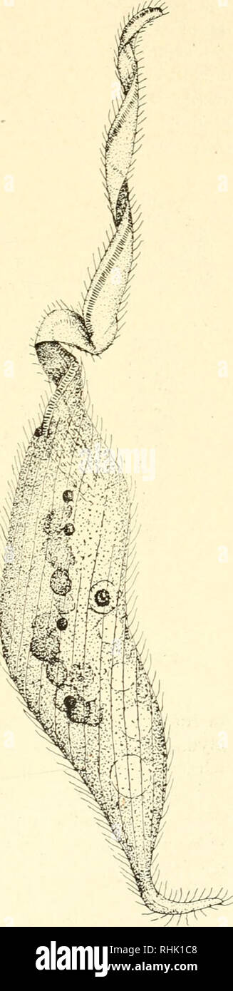 . Die Biologie der Protozoen. Protozoen; Protozoen. Spezielle ...