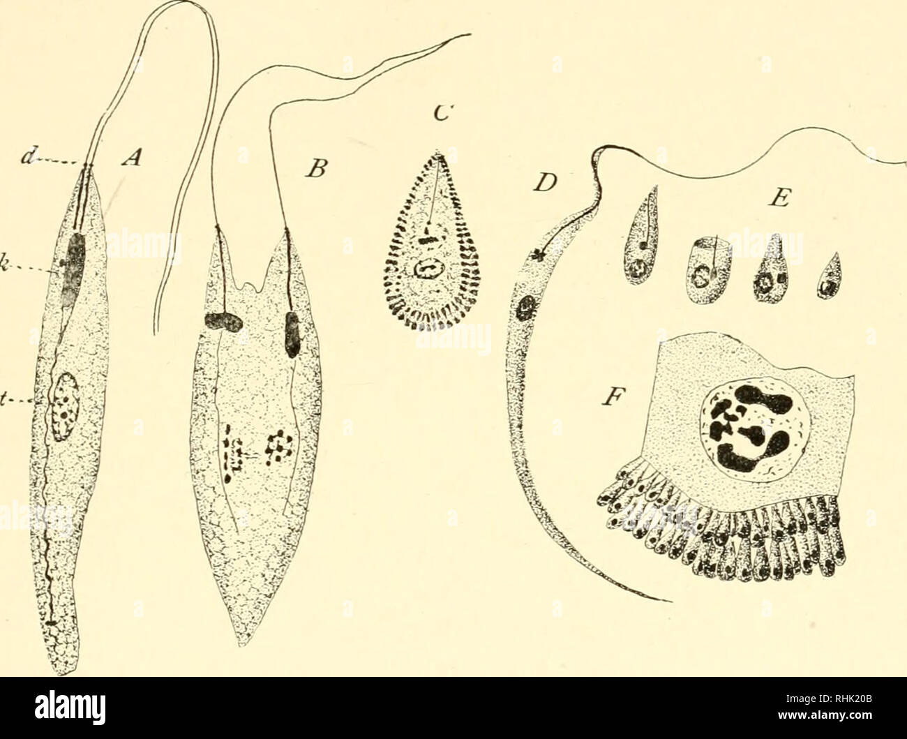. Die Biologie der Protozoen. Protozoen; Protozoen. Morphologie und ...