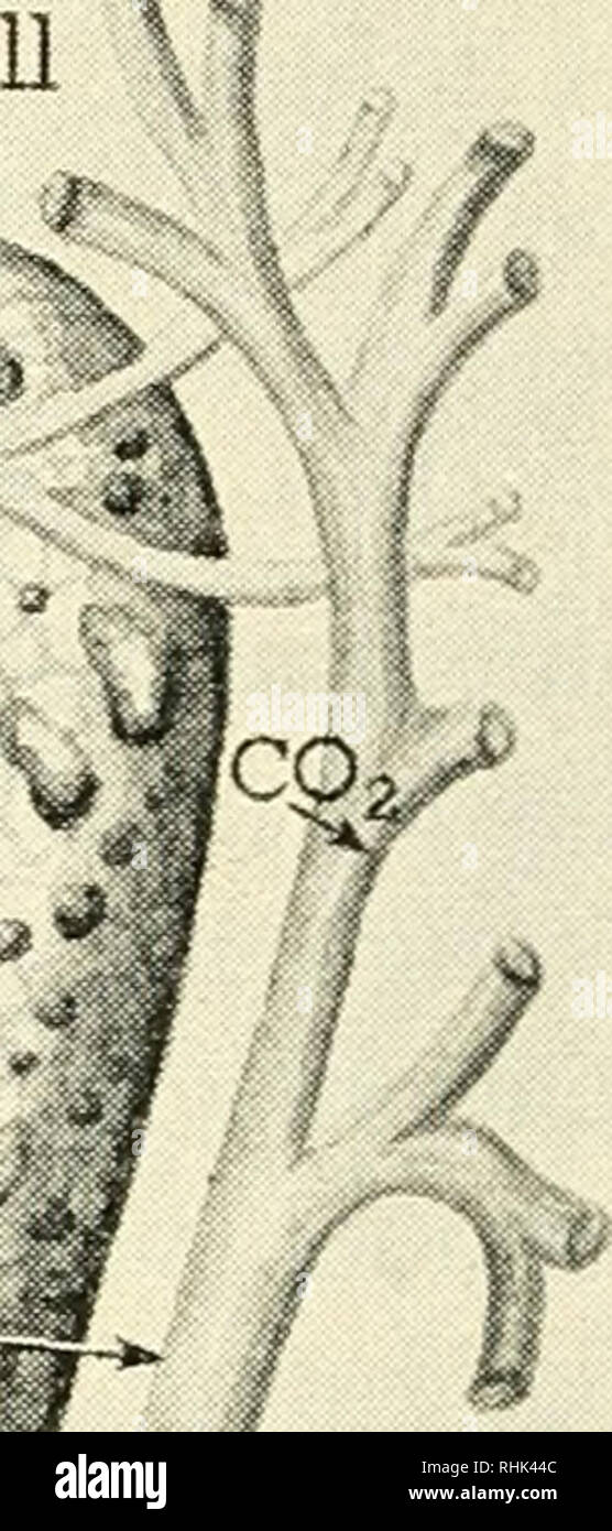 Lungen, die sauerstoff pumpen -Fotos und -Bildmaterial in hoher ...