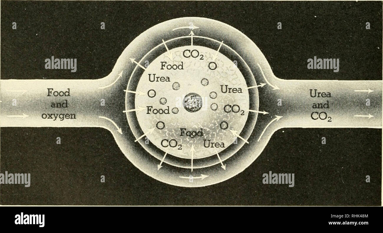 Osmosis cells -Fotos und -Bildmaterial in hoher Auflösung – Alamy