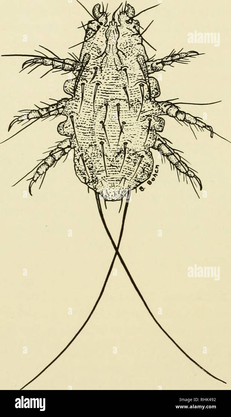 Kriechen maus -Fotos und -Bildmaterial in hoher Auflösung - Seite 2 - Alamy