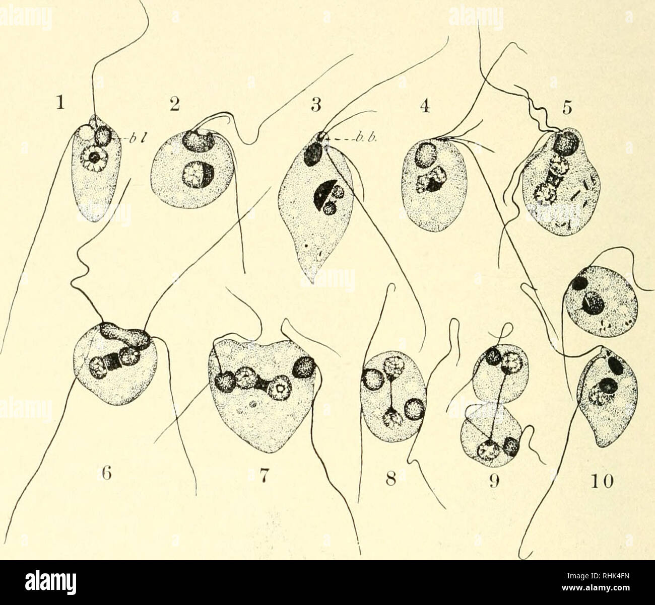 . Die Biologie der Protozoen. Protozoen; Protozoen. 74 BIOLOGIE DER ...