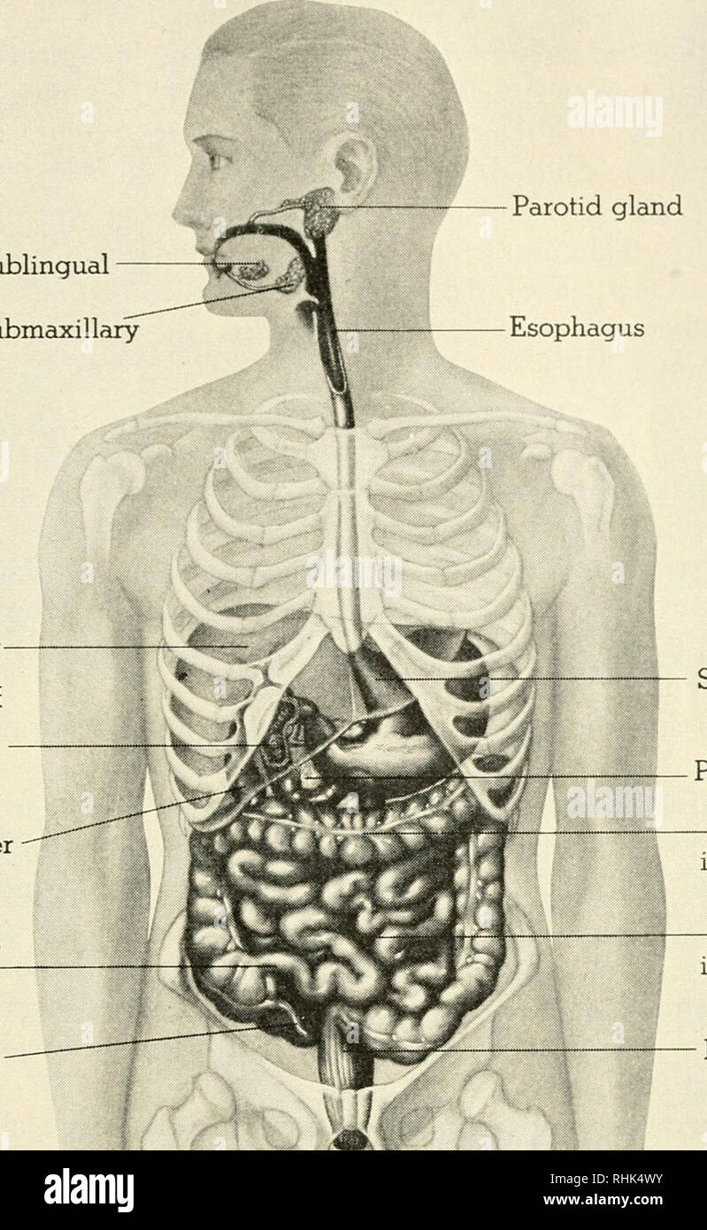 . Biologie und Mann. Biologie; Menschen. Die sublinguale Submaxillary ...