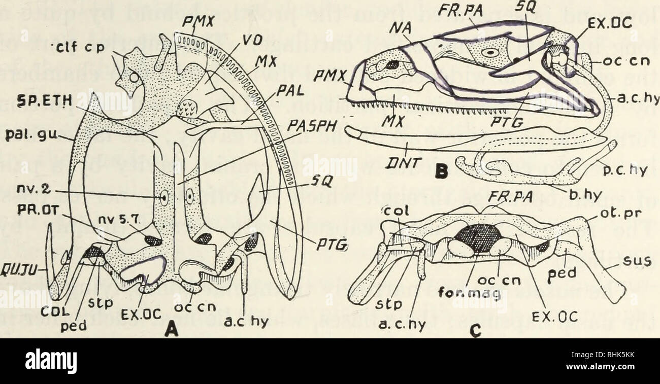 . Die Biologie der Frosch. Frösche. Das Skelett 247 Die angeschlossen ...
