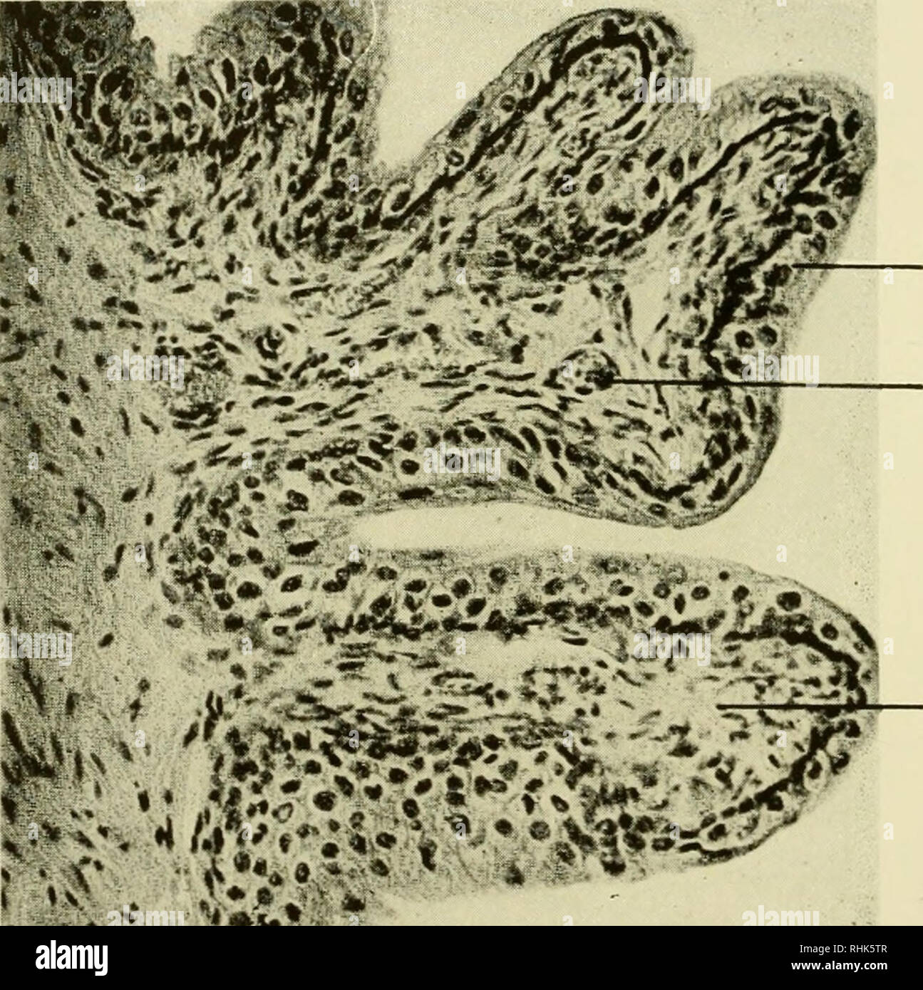 . Biologie der Labor Maus. Mäuse als Labortiere; Mäuse; Tiere, Labor ...