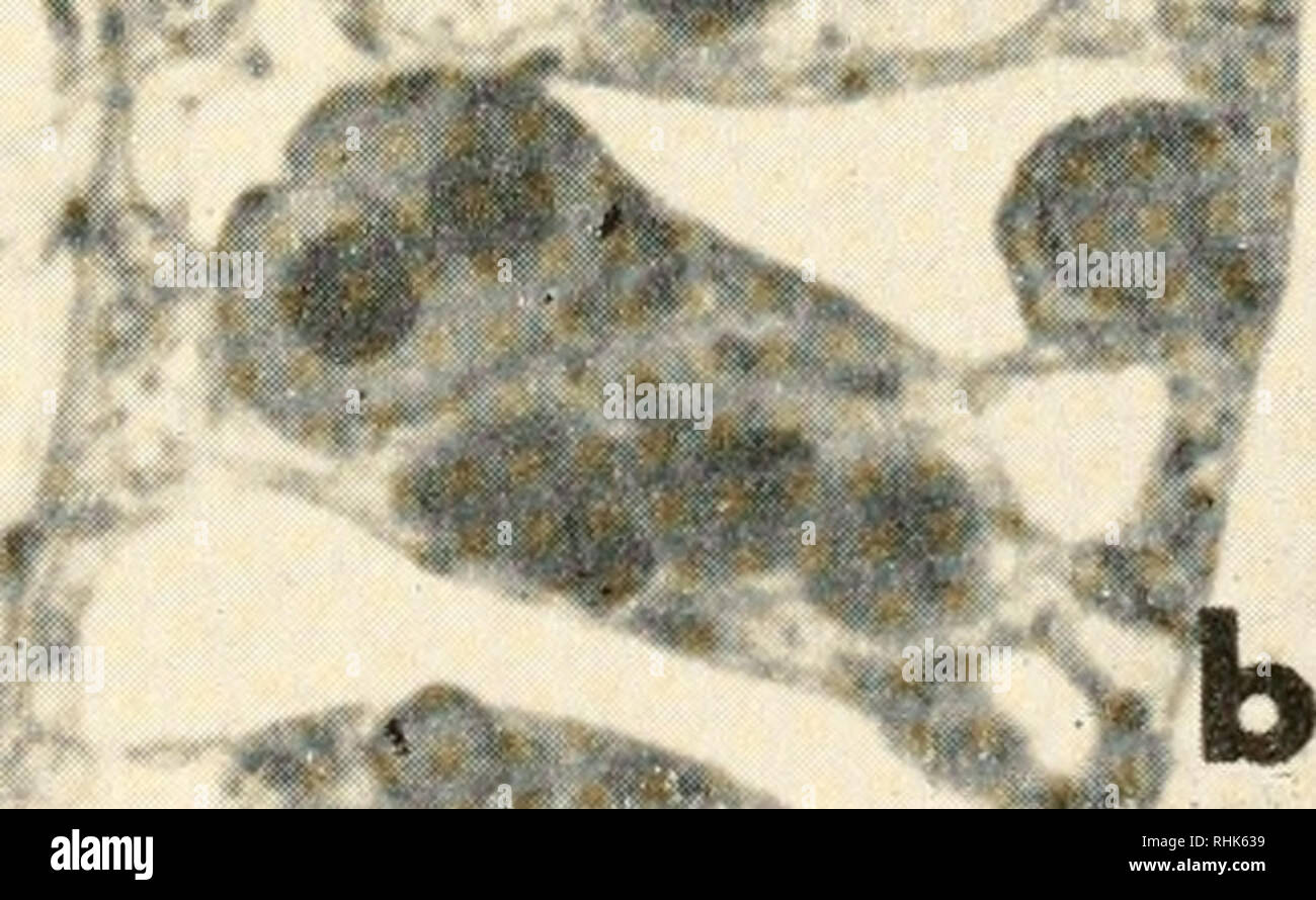1 lichtmikroskop -Fotos und -Bildmaterial in hoher Auflösung – Alamy