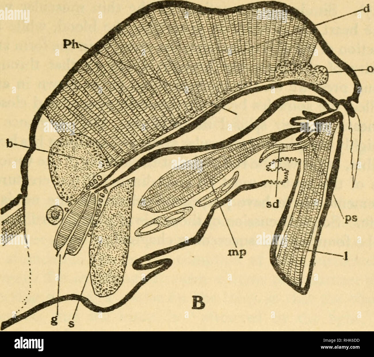 . Die Biologie der Insekten. Insekten - Biologie. Bewegung 67. Abb. 24 ...