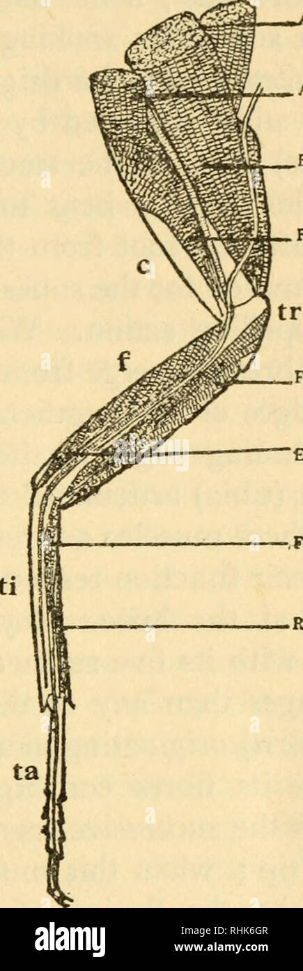 Kleiner trochanter -Fotos und -Bildmaterial in hoher Auflösung – Alamy