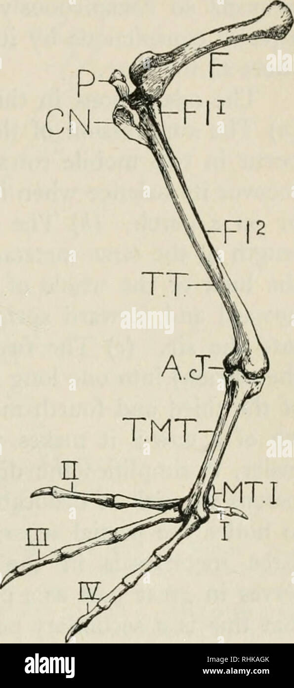 . Die Biologie der Vögel. Vögel. Anpassungen DES SKELETTS 59 Die ...