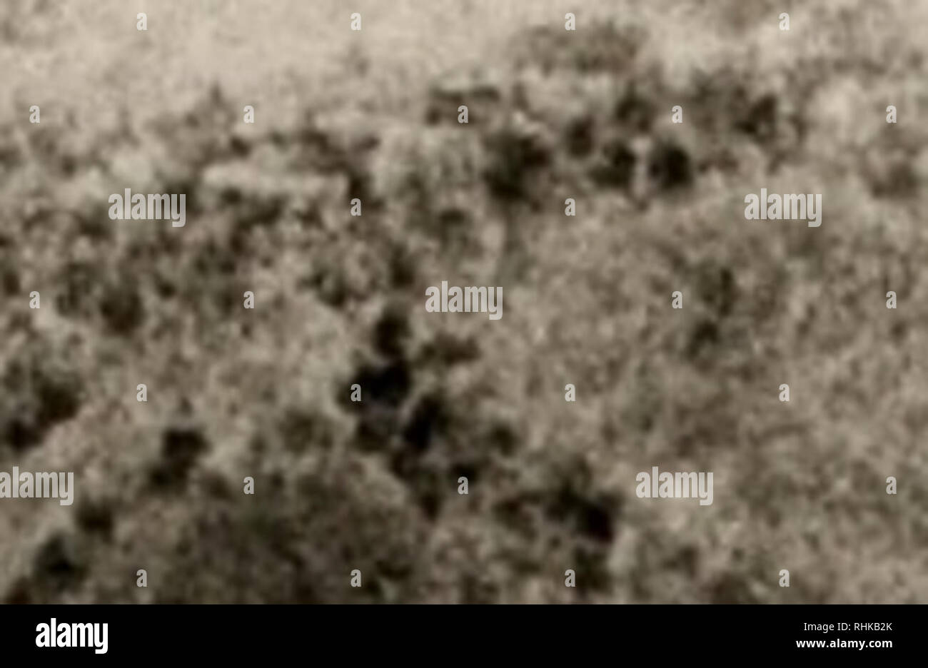 Leishmaniose mensch -Fotos und -Bildmaterial in hoher Auflösung – Alamy