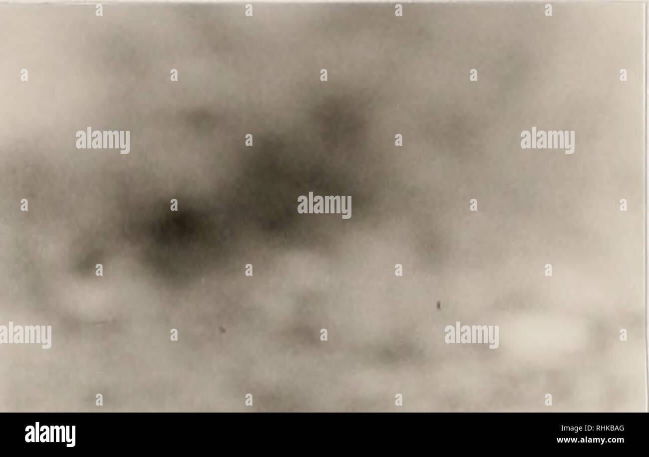 Leishmaniose mensch -Fotos und -Bildmaterial in hoher Auflösung – Alamy