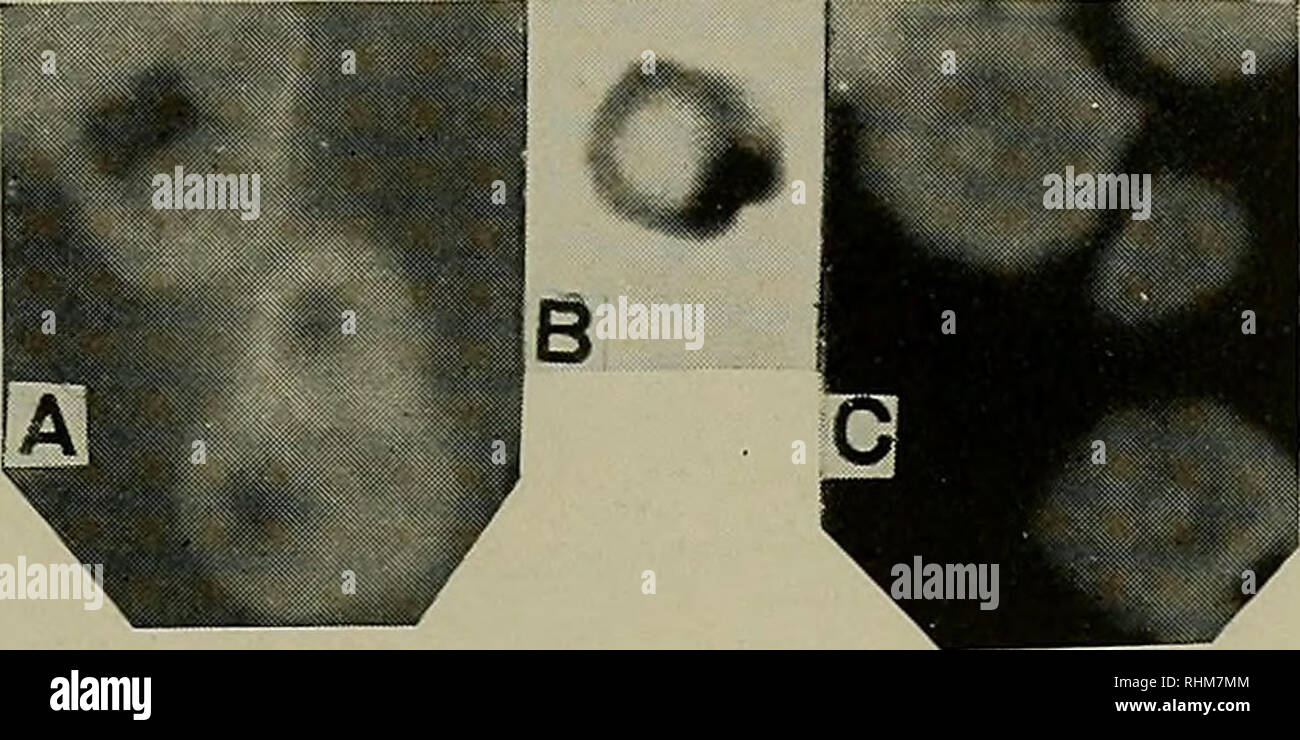 . Die biologische Bulletin. Biologie; Zoologie; Meeresbiologie ...