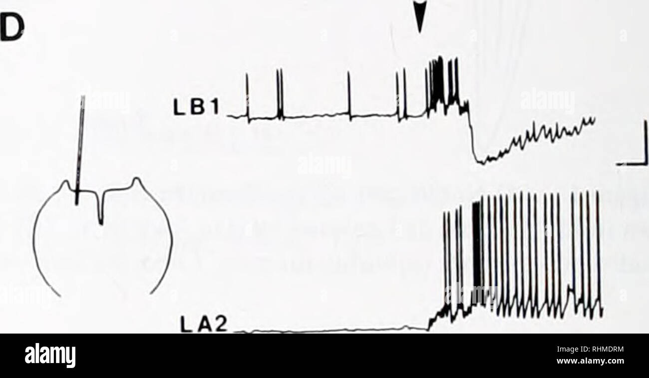 Erregendes Neuron Stockfotos und -bilder Kaufen - Alamy