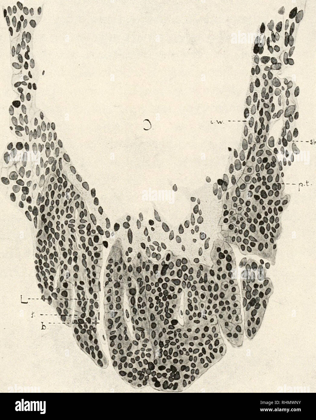 . Die biologische Bulletin. Biologie; Zoologie; Biologie ...