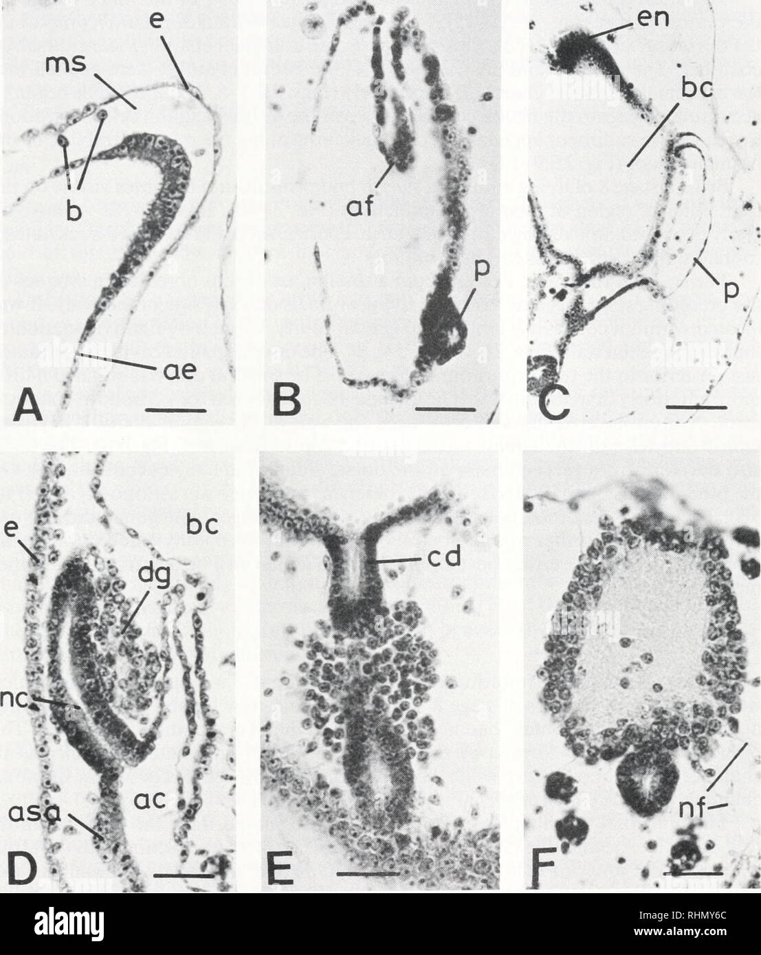 Neuralleiste -Fotos und -Bildmaterial in hoher Auflösung – Alamy