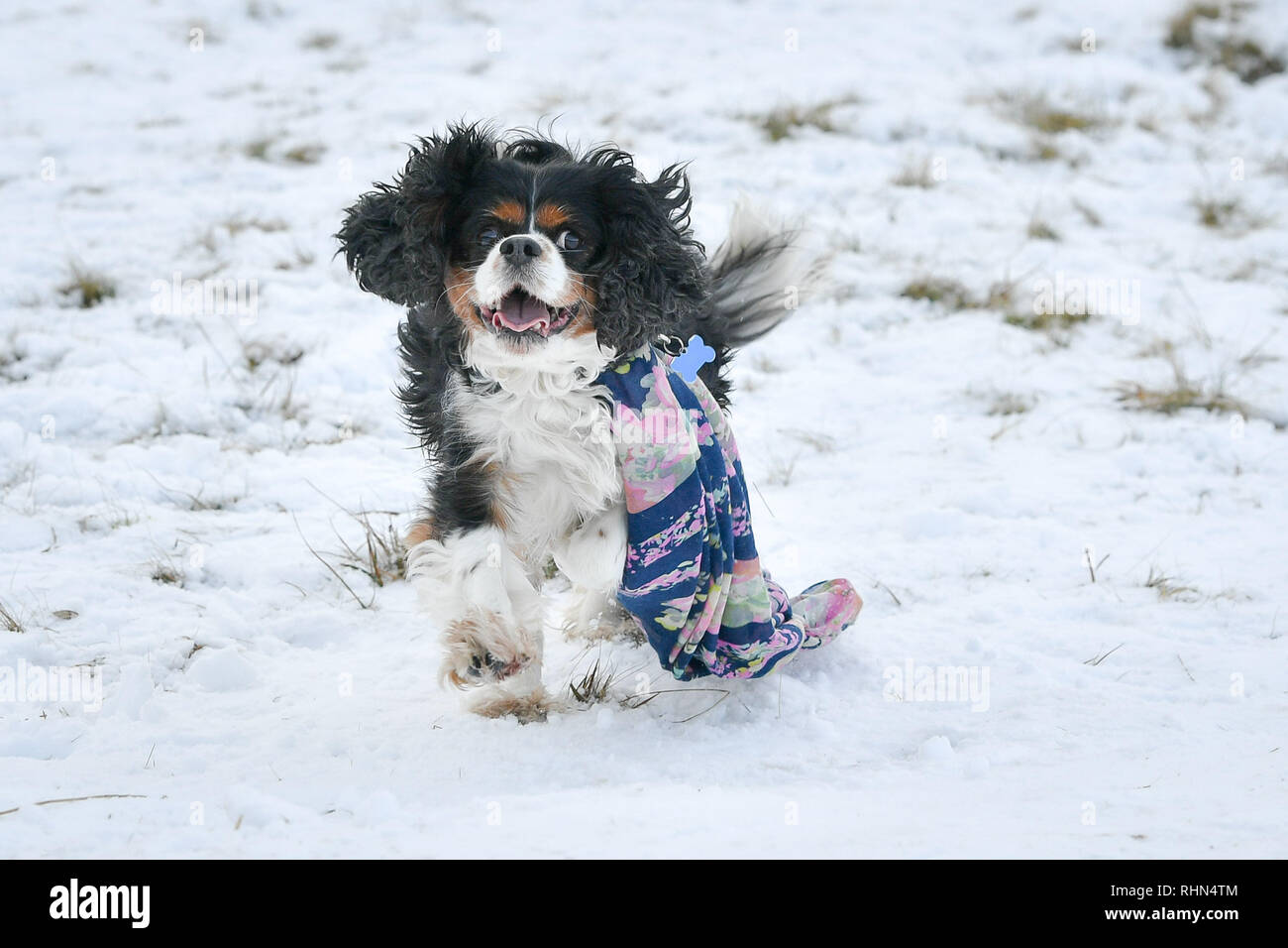 Rory der King Charles Spaniel trägt einen Schal, als er im Schnee ...