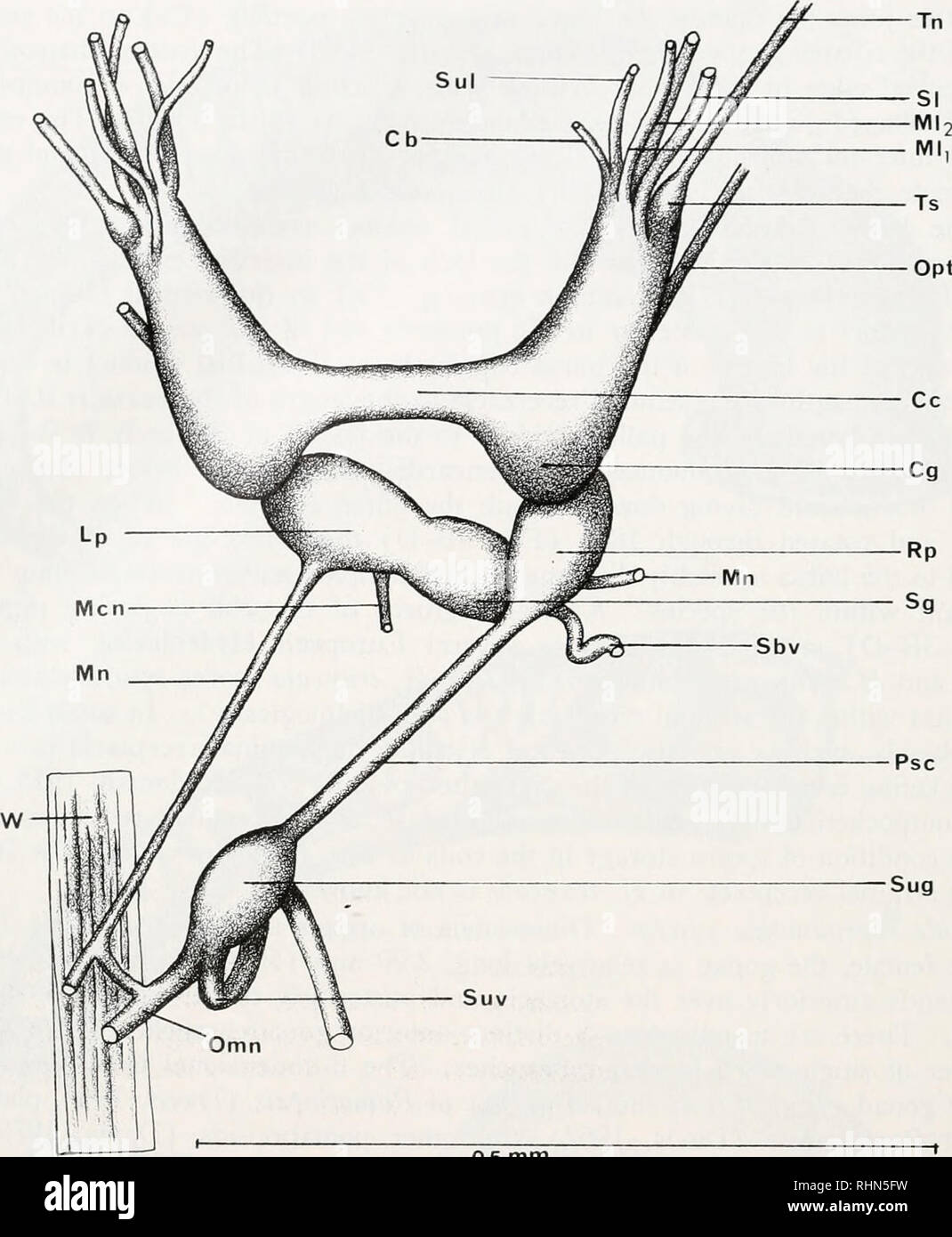 Cerebro y nervio optico -Fotos und -Bildmaterial in hoher Auflösung – Alamy