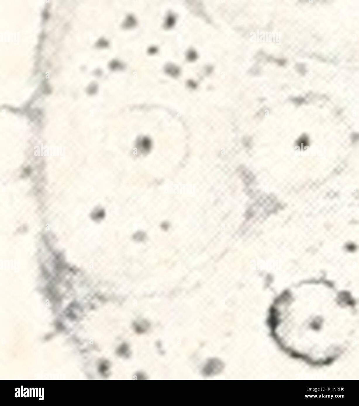 Eosin y -Fotos und -Bildmaterial in hoher Auflösung – Alamy