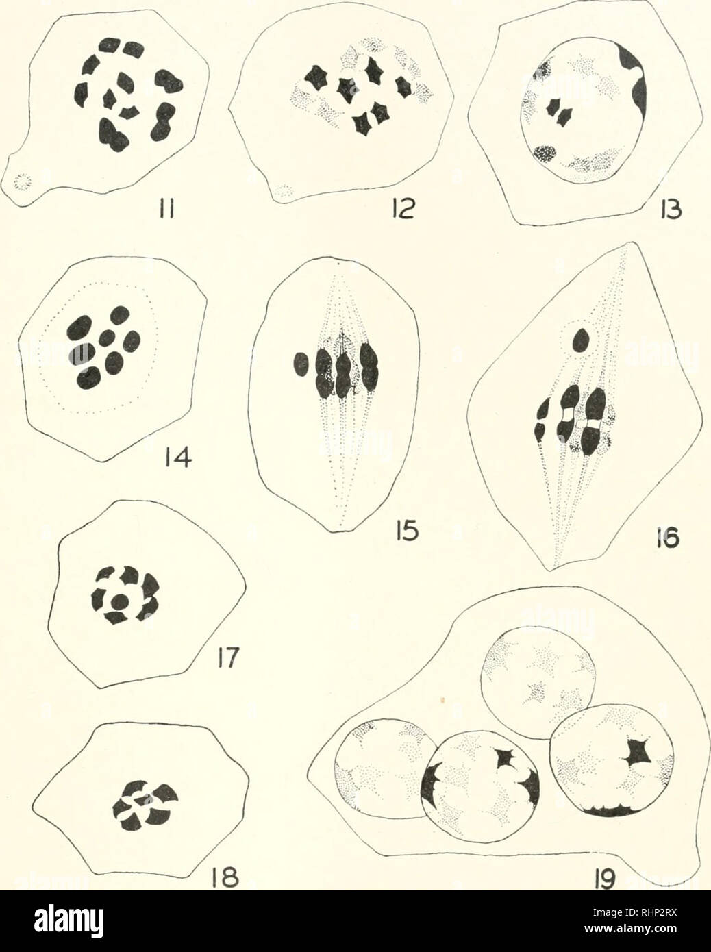Chromosomale Chromatiden Stockfotos und -bilder Kaufen - Alamy