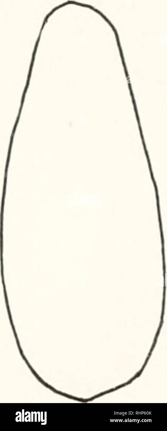 . Die biologische Bulletin. Biologie; Zoologie; Biologie ...