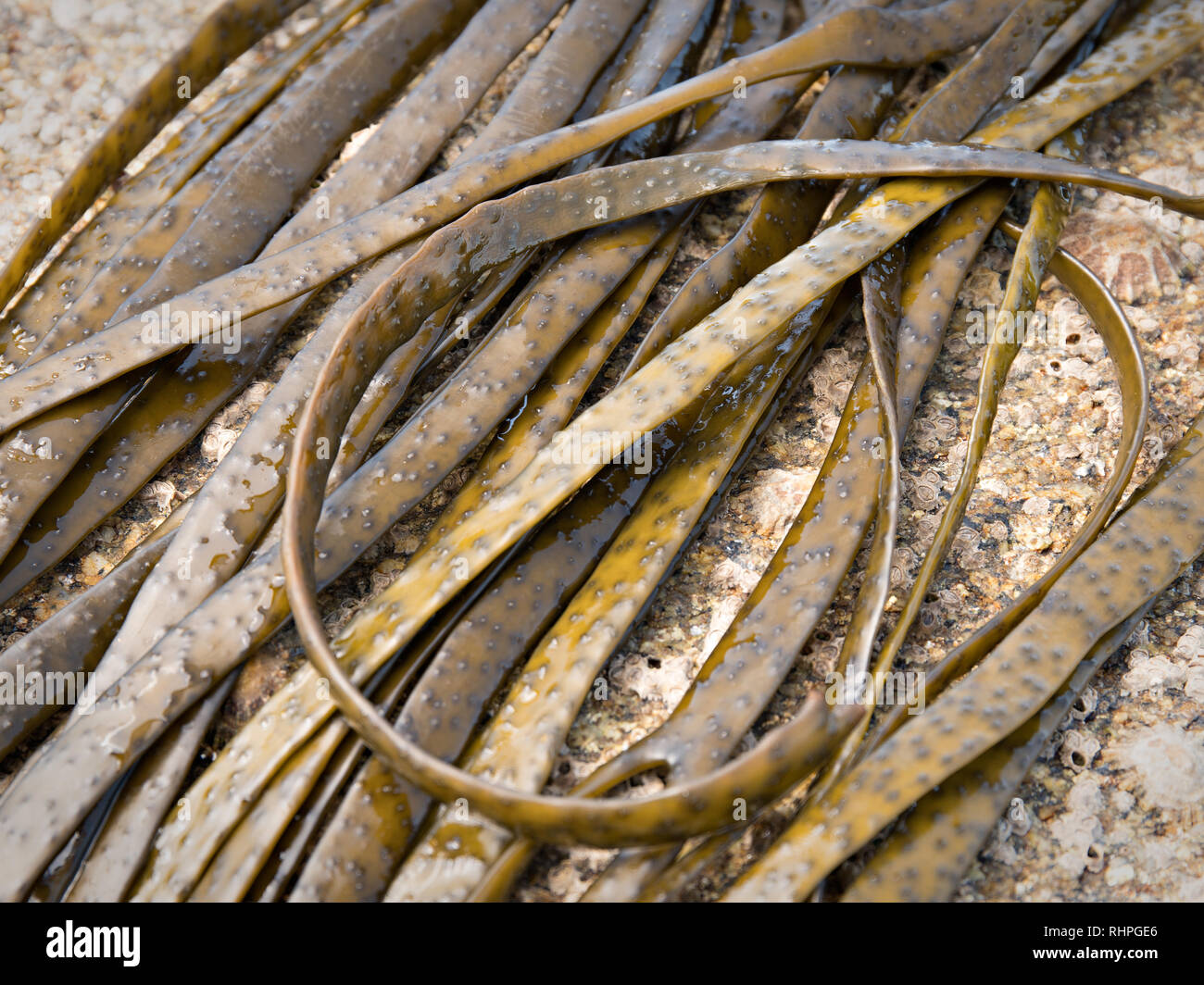 Essbares seegras Stockfotos und -bilder Kaufen - Alamy