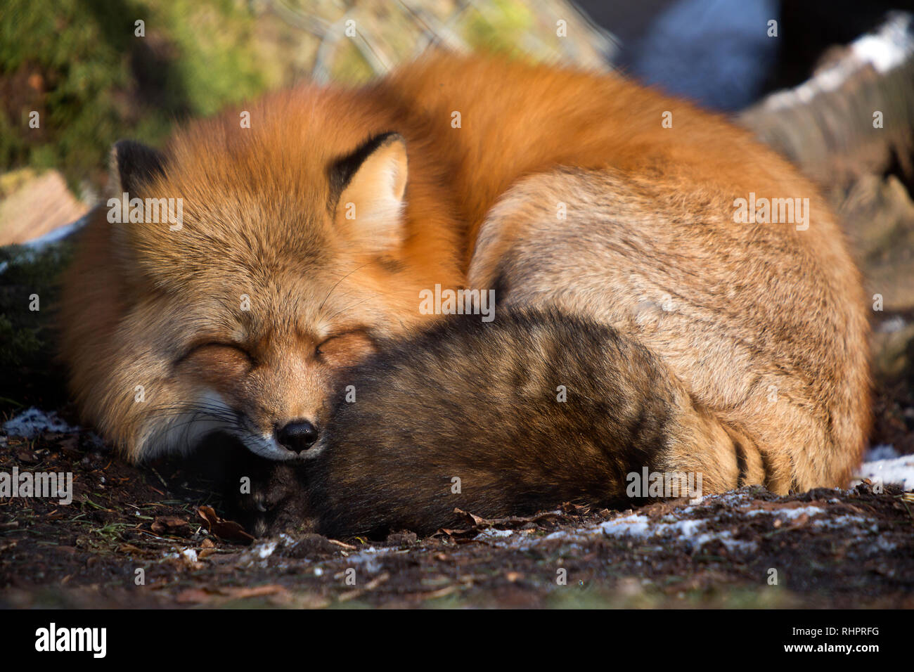 Schlafender fuchs -Fotos und -Bildmaterial in hoher Auflösung - Seite 2 ...