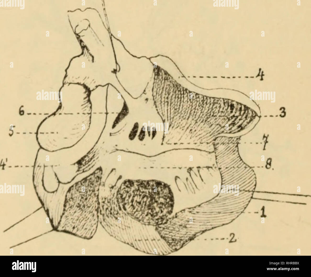 3° ventricolo -Fotos und -Bildmaterial in hoher Auflösung – Alamy