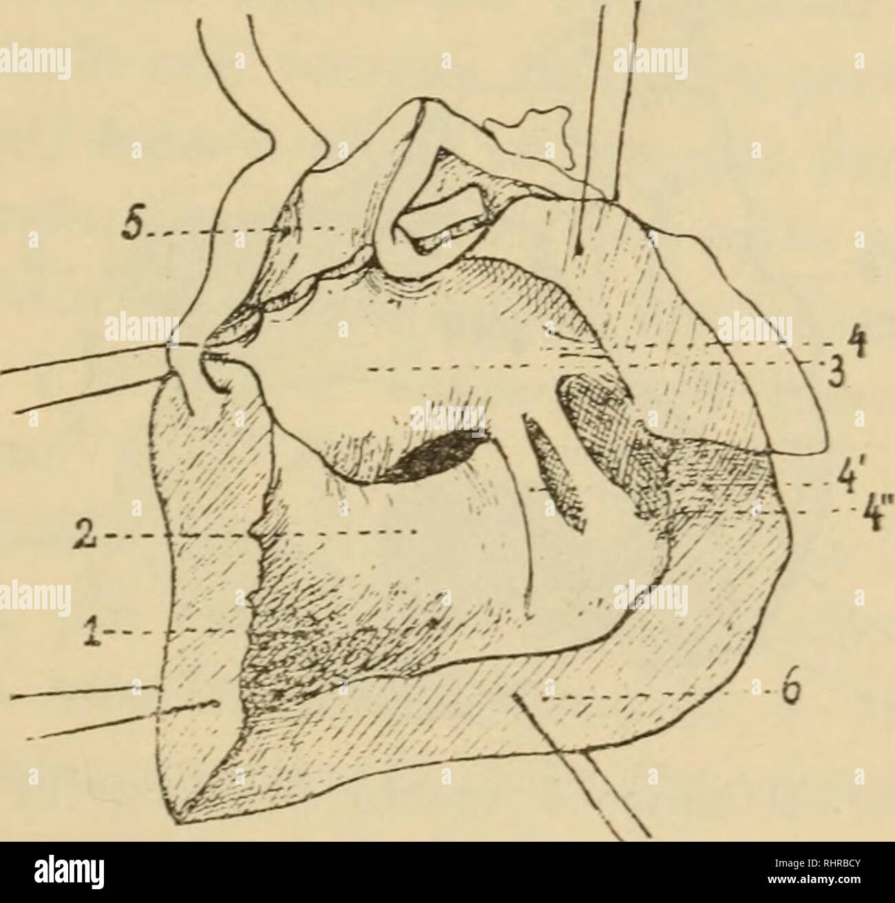 3° ventricolo -Fotos und -Bildmaterial in hoher Auflösung – Alamy