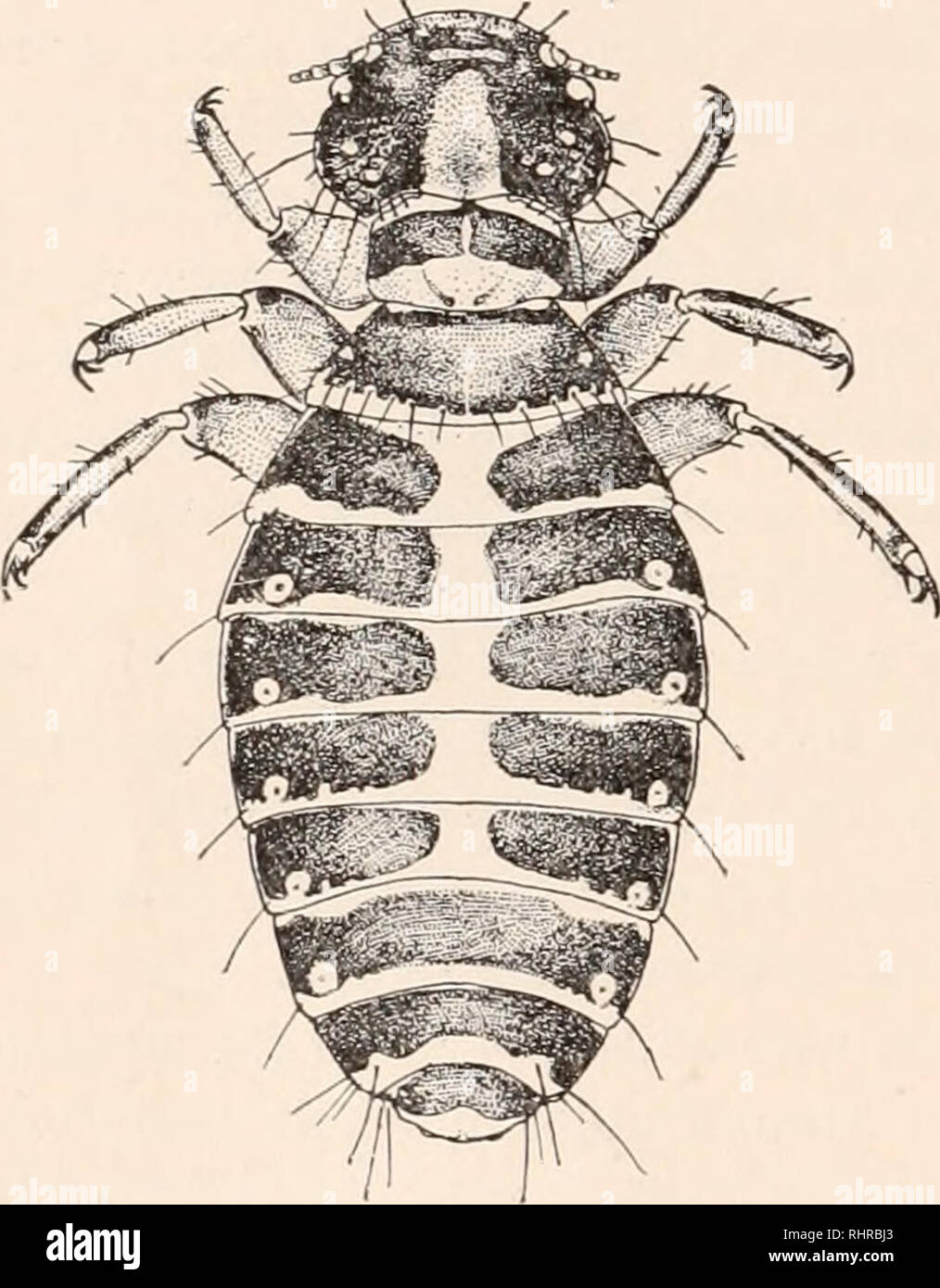 . Die biologische Bulletin. Biologie; Zoologie; Biologie ...