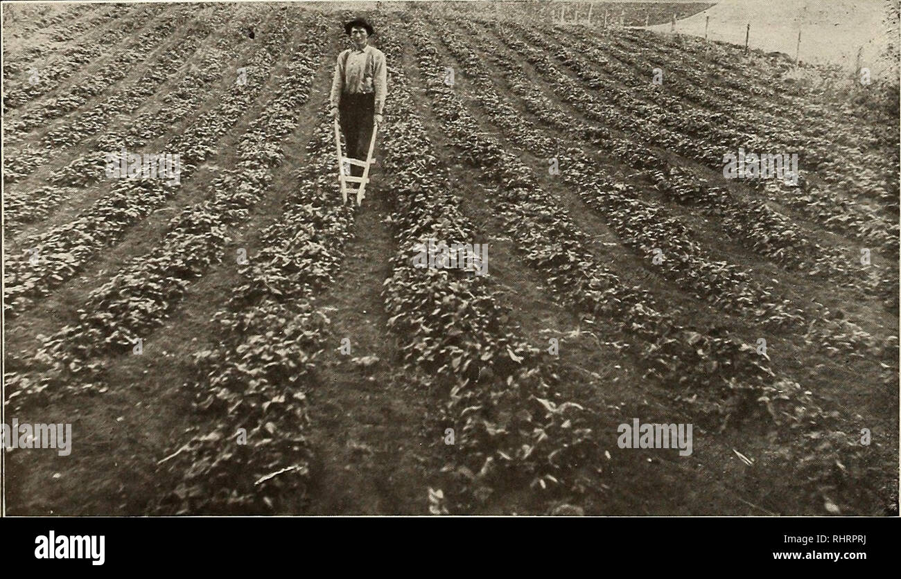 Kelloggs fruchtwickler -Fotos und -Bildmaterial in hoher Auflösung – Alamy
