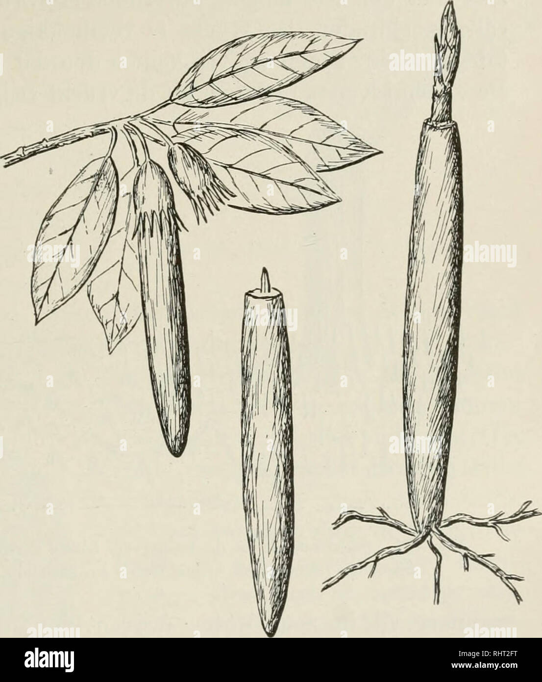 . Beknopt leerboek der plantkunde voor Nederlandsch-Indië. Pflanzen. UI ...