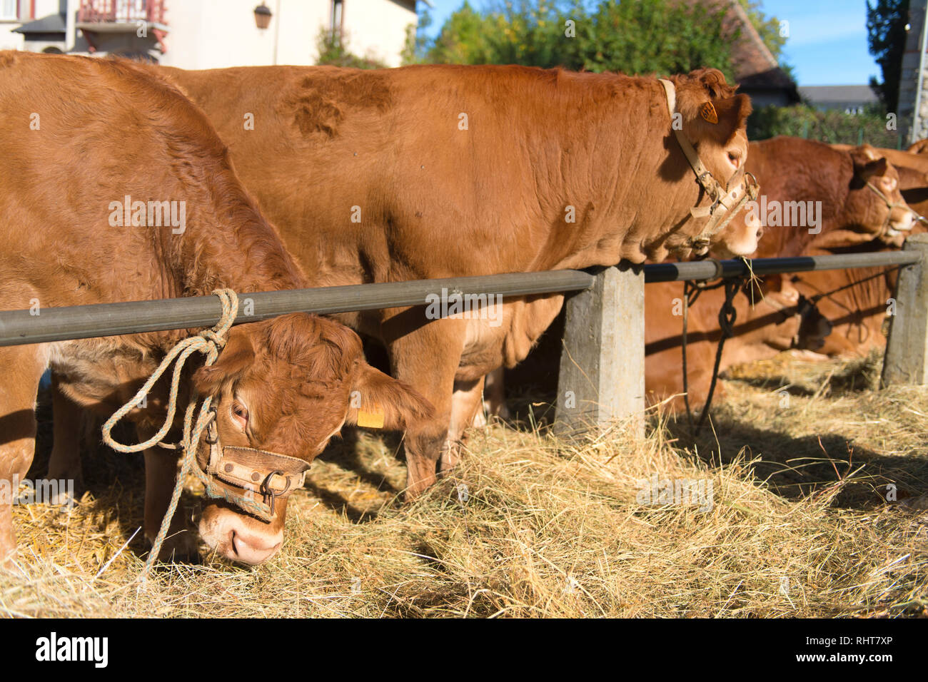 Limousin bulls -Fotos und -Bildmaterial in hoher Auflösung – Alamy
